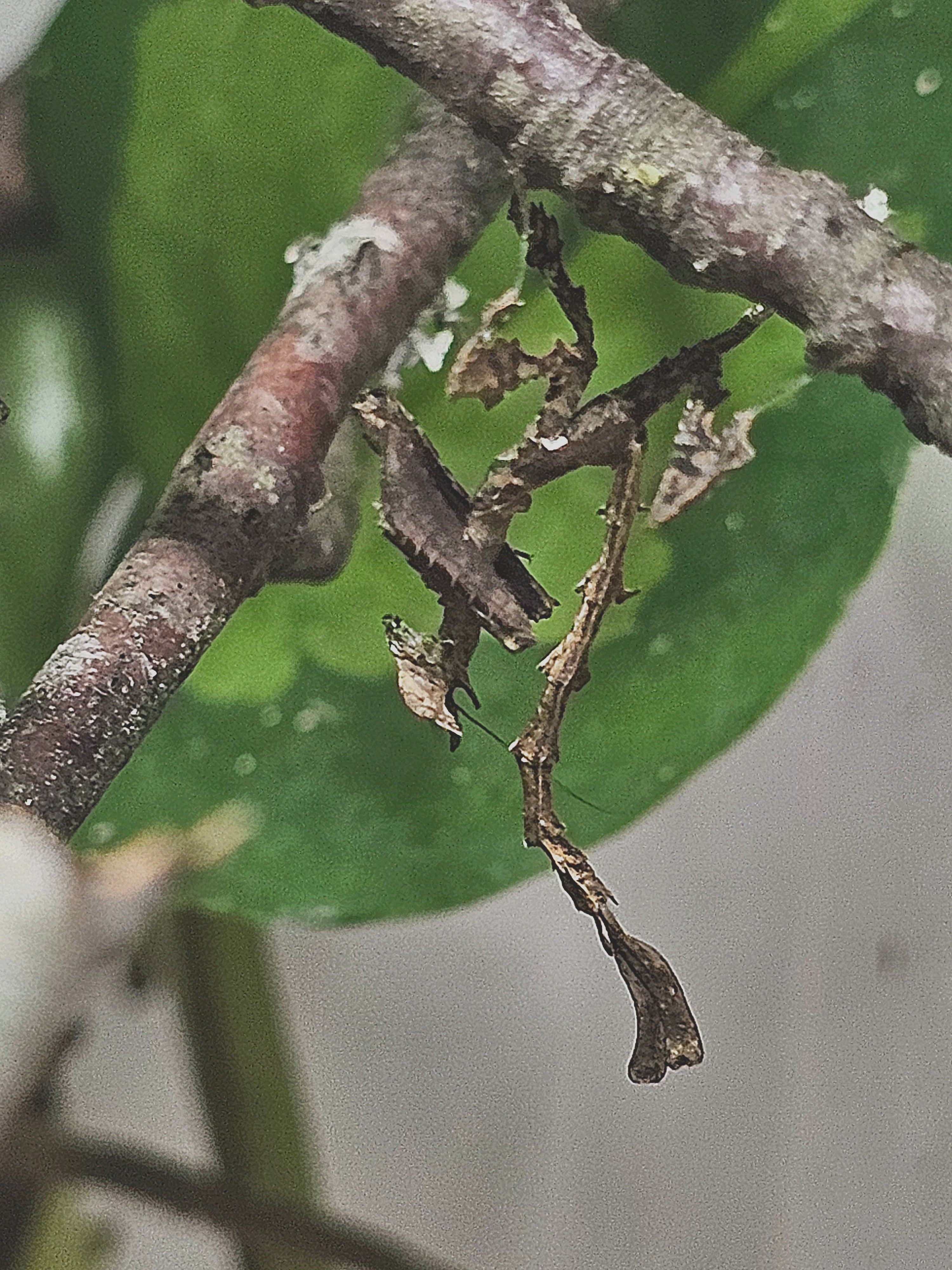 Stenophylla Lobivertex Insectorus
